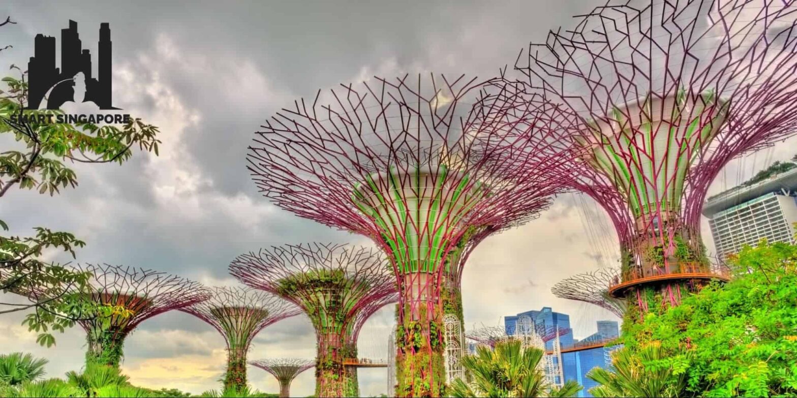Your One-Stop Guide to Supertree Grove at Gardens by the Bay [2025]