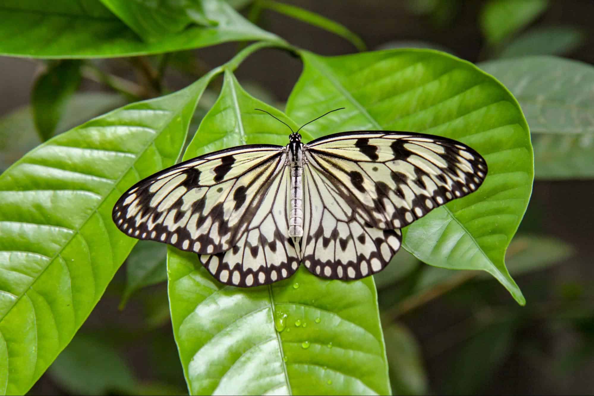 The Ultimate Guide to Visiting Singapore Zoo [2026]