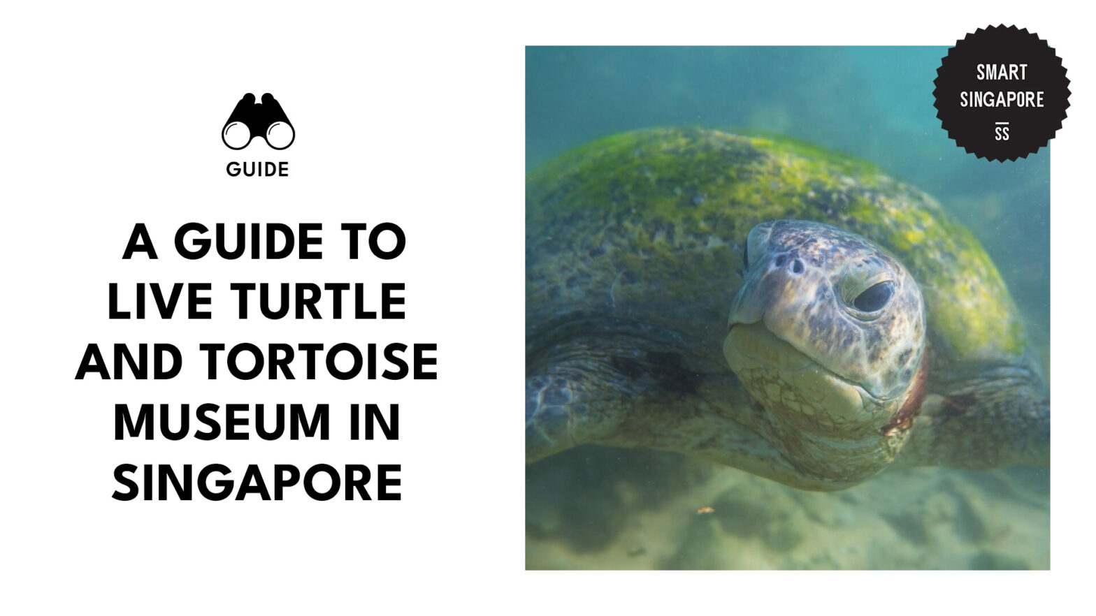 A Guide to a Turtle-y Awesome Day at Live Turtle Museum [2025]