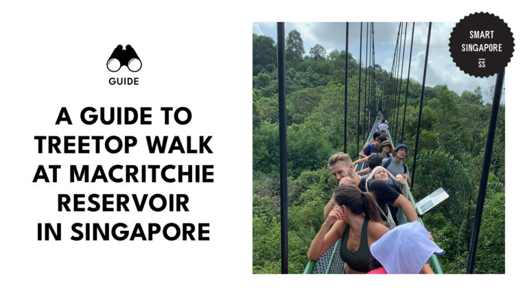 Trek Above the Trees: Guide to TreeTop Walk [2026]
